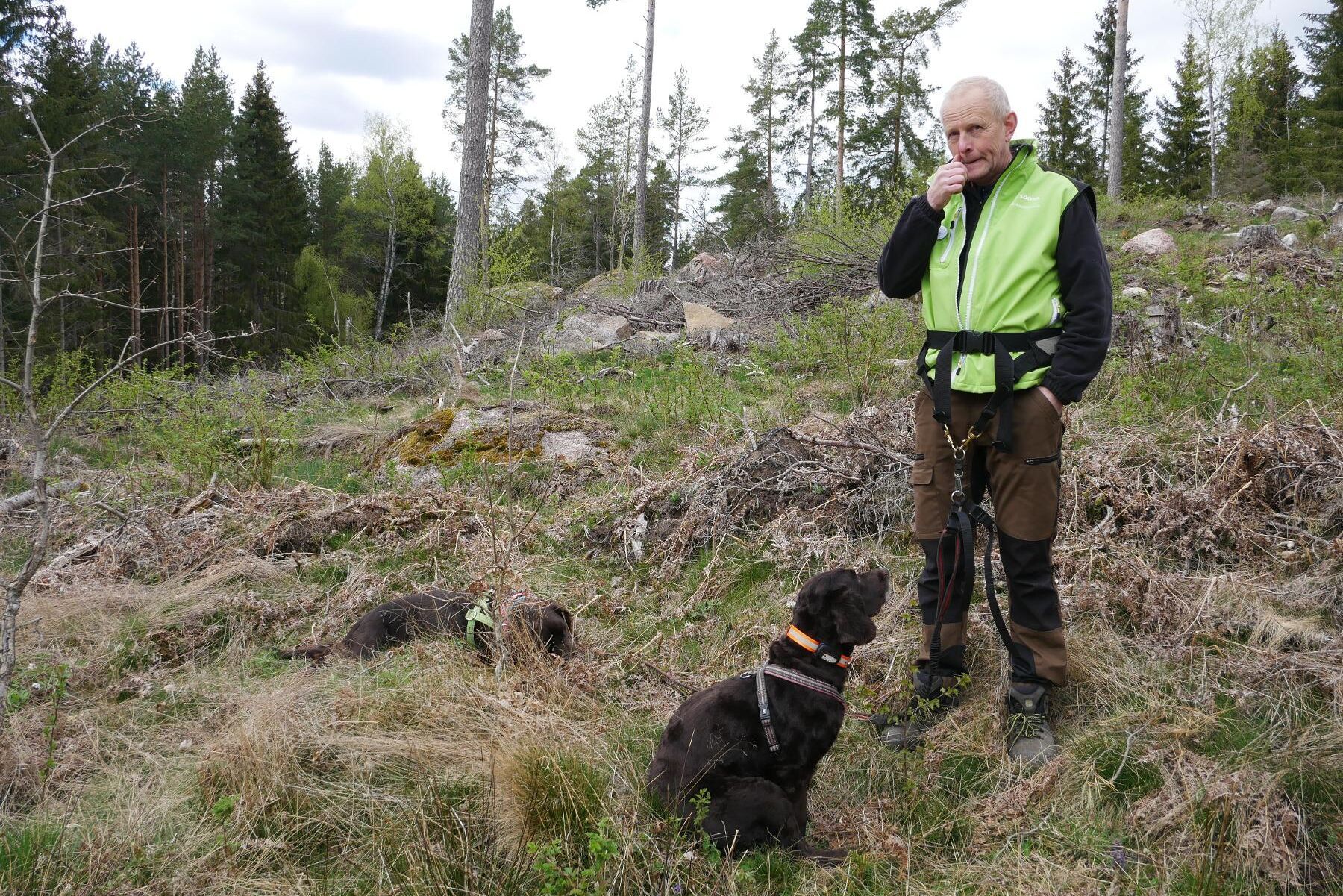 Dovhjortarnas skador på gran ökar snabbt | ATL