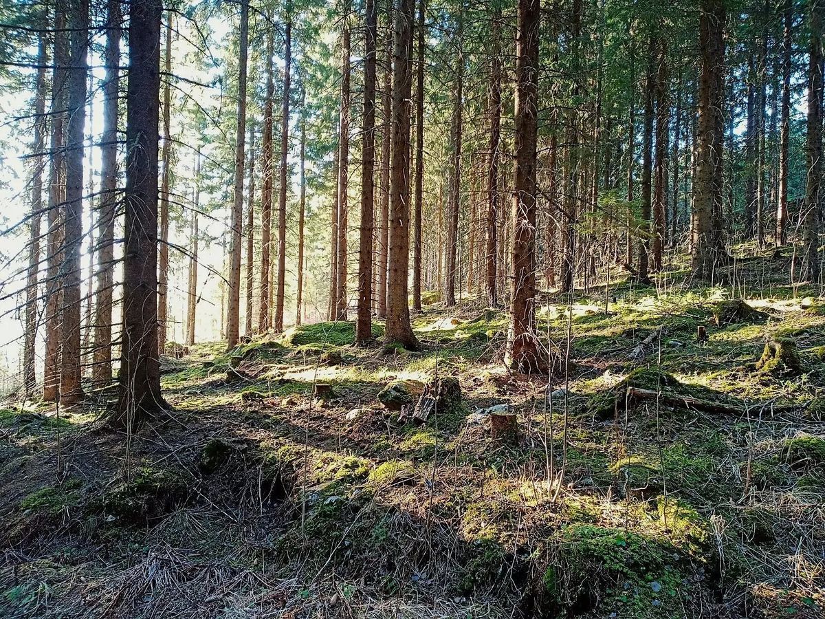 Hyggesfritt när Ikea köper mer skog i Baltikum