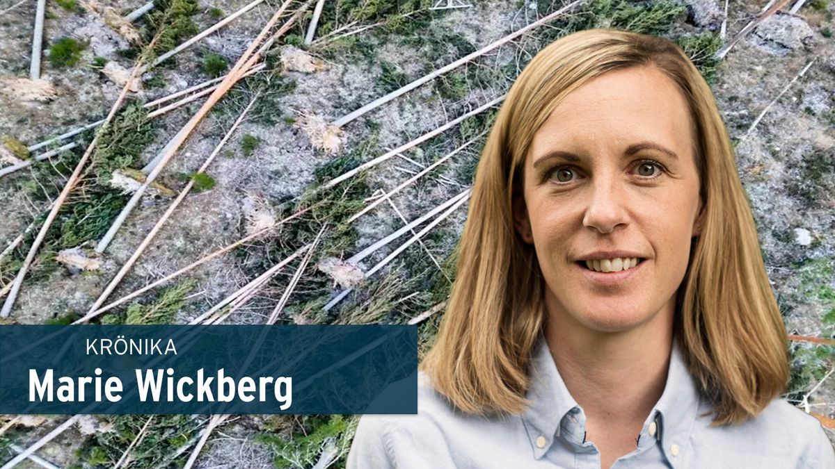 ”Det behövs en kris-knapp i skogslagstiftningen”