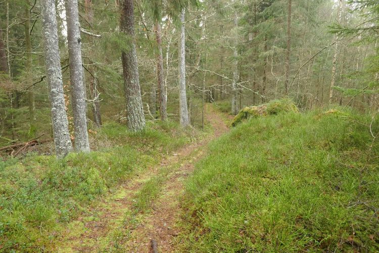 Goda resultat med kontinuitetsskogsbruk | ATL