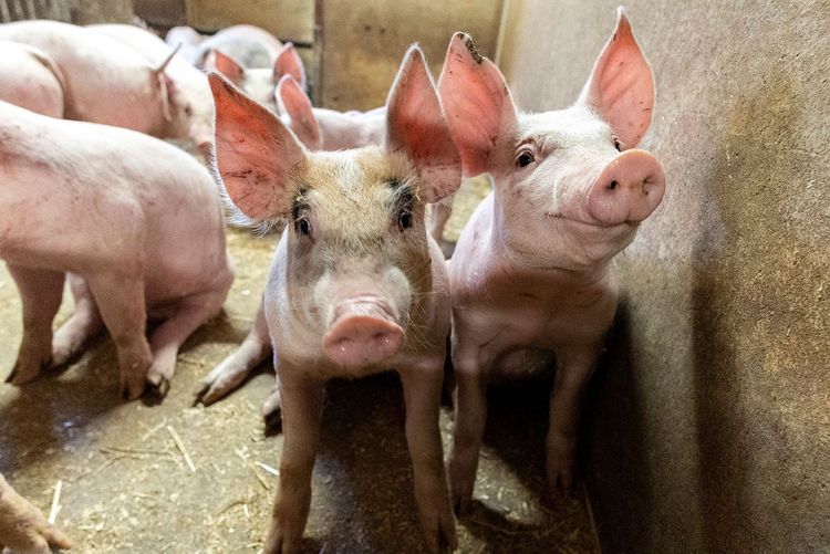 Smittskyddet måste förstärkas även hos grisar inomhus | ATL