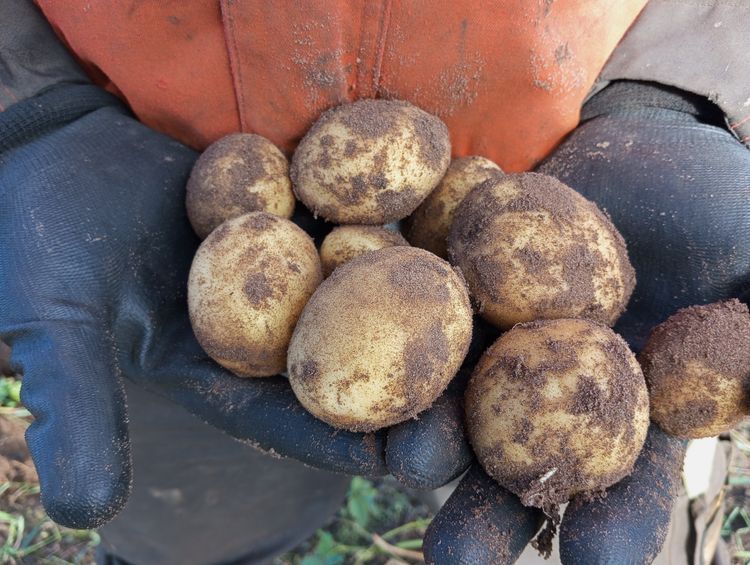 Potatispriserna vände – nu blomstrar odlingen igen