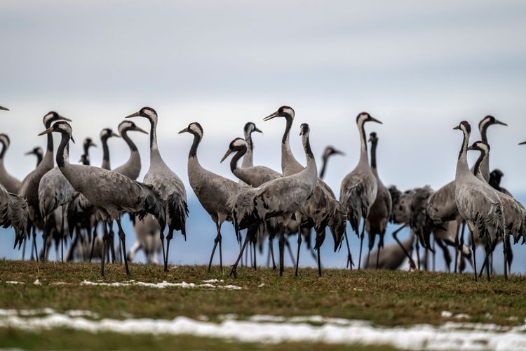 Rovdjursangrepp 2024: Kostnader och statistik | ATL