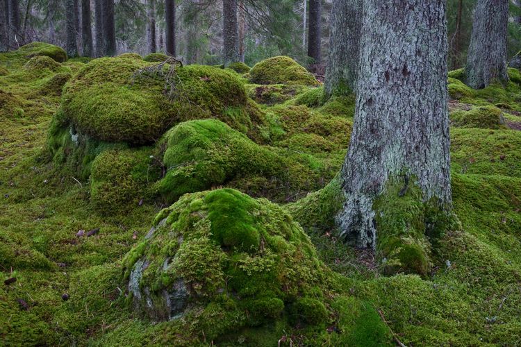 Myndigheterna kan inte fortsätta rapportera fel om gammal skog | ATL